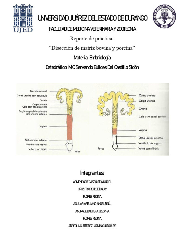 Disección de Matriz Bovina y Porcina | PDF | Ovario | Vagina