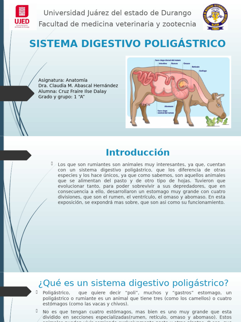 Sistema Digestivo Poligastrico_ Ilse | PDF | Digestión | Sistema digestivo humano