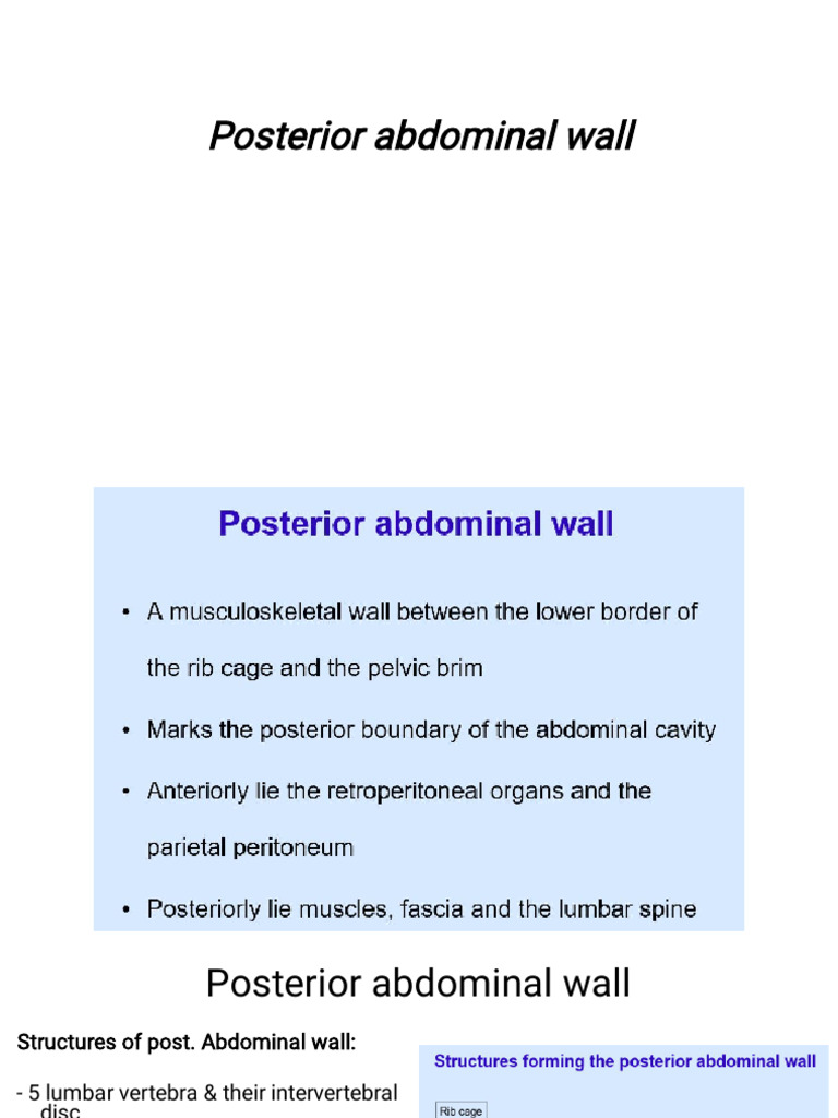 Anatomy of the Posterior Abdominal Wall | PDF | Stomach | Abdomen