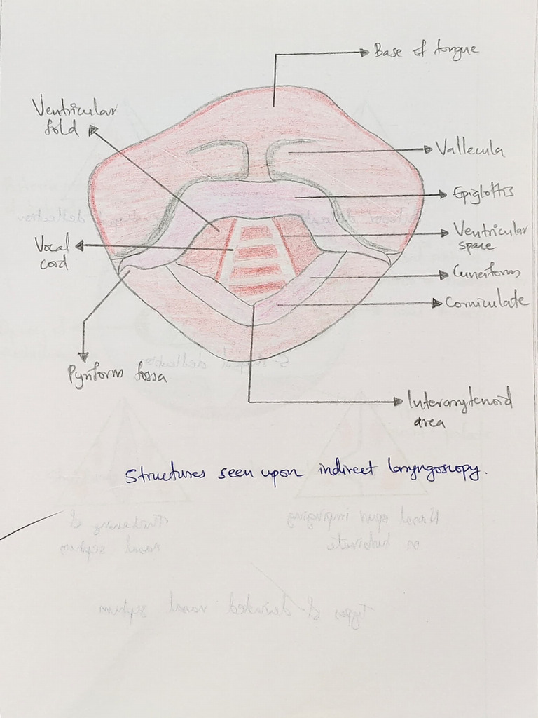 Indirect Laryngoscopy | PDF