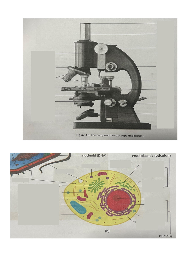 Fill in The Blanks - Microsope and Cell | PDF