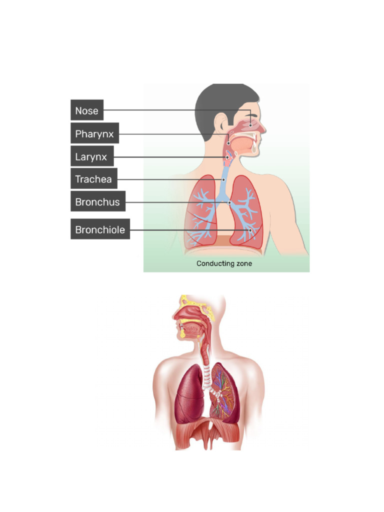 Checklist For A&p II Ospe., DDN Group of Nursing | PDF | Hormone | Endocrine System