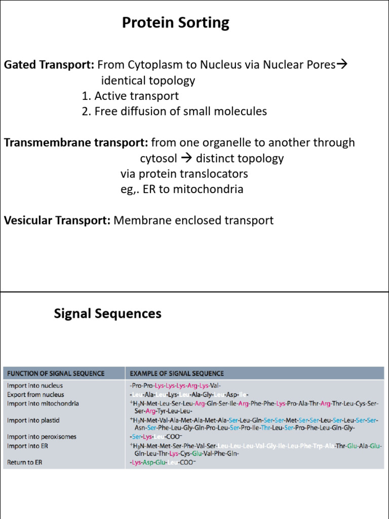 3.cellular transport- protein sorting | PDF | Protein Targeting ...