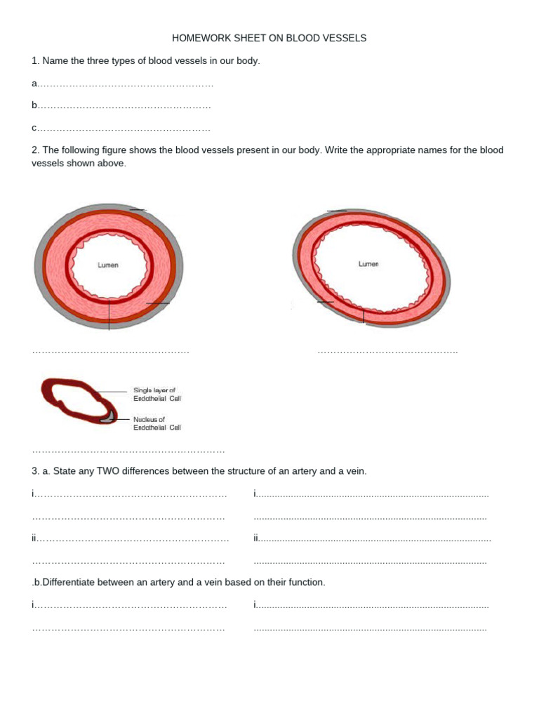 Home Work Sheet On Blood Vessels | PDF | Vein | Tissue (Biology)