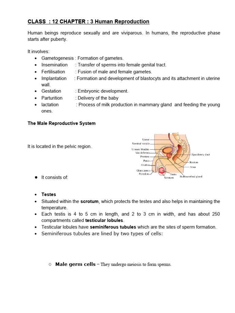Class 12 Chapter 3 Human Reproduction Notes | PDF | Menstrual Cycle ...