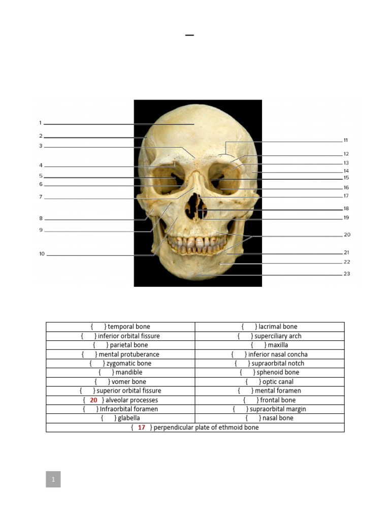 Lab (1) - Worksheet 2025-1 Solved | PDF | Skeletal System | Human Anatomy