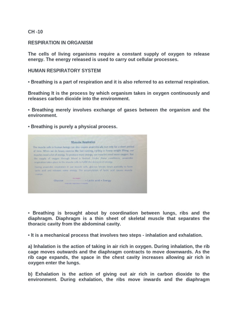 Respiration In Organism Notes Pdf Breathing Respiratory System