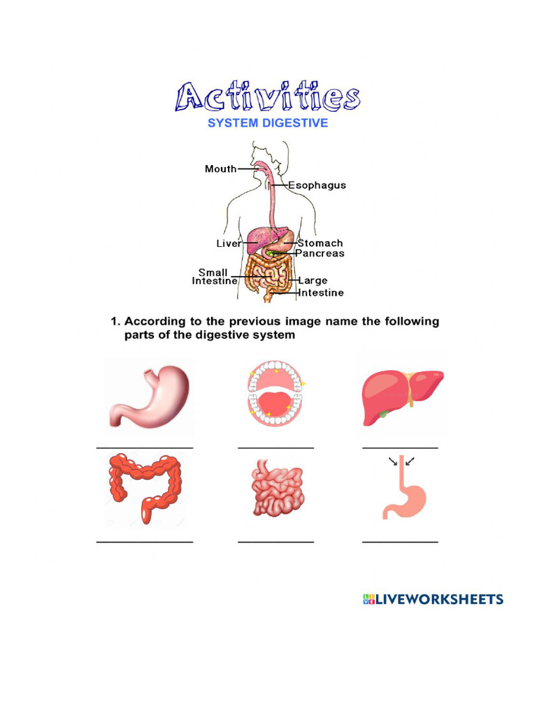 Digestive Worksheet | PDF