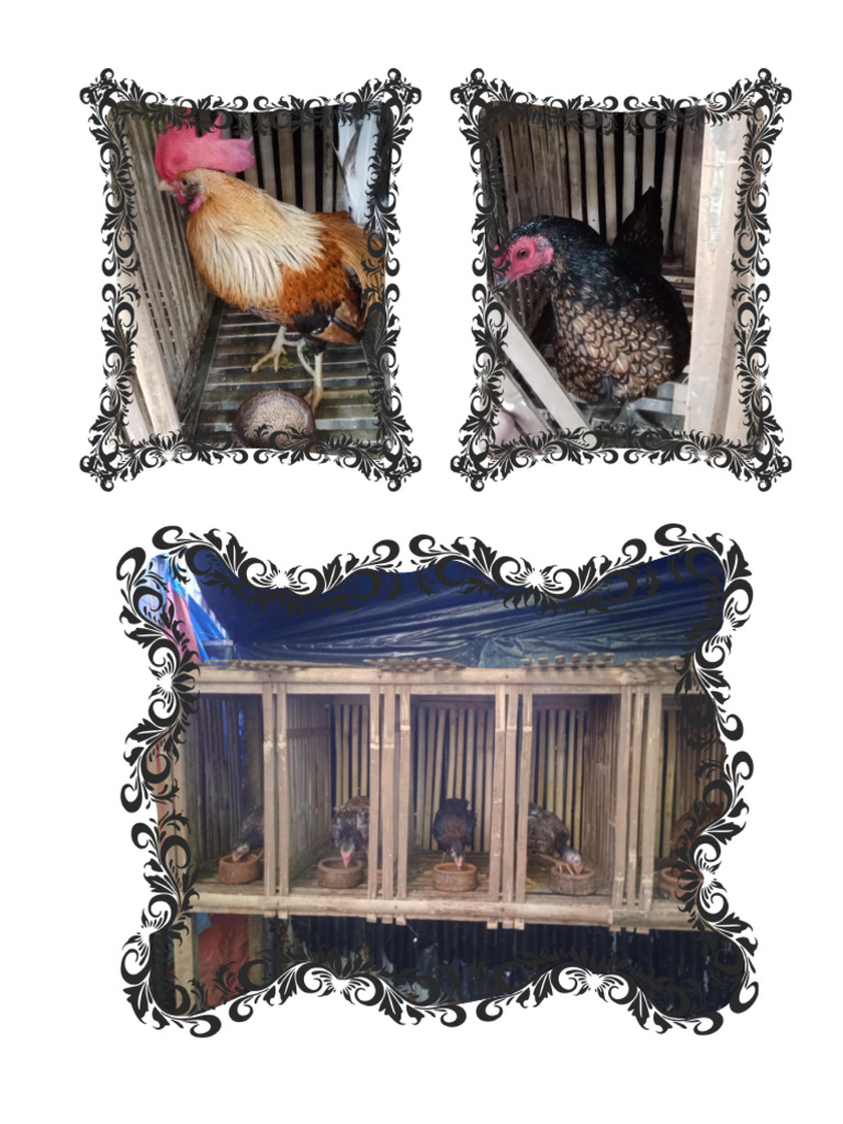 INACA, CABATUAN, ILOILO.pdf | PDF