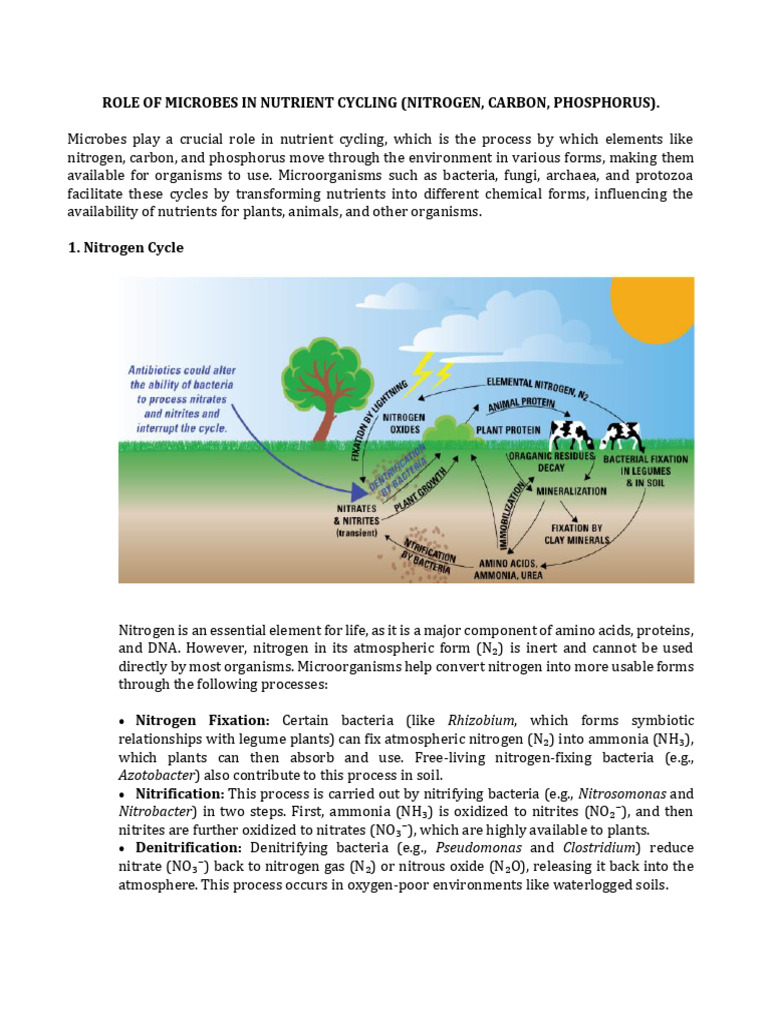 Microbes in Nutrient Cycling: N, C, P Roles | PDF | Ecosystem | Nitrogen