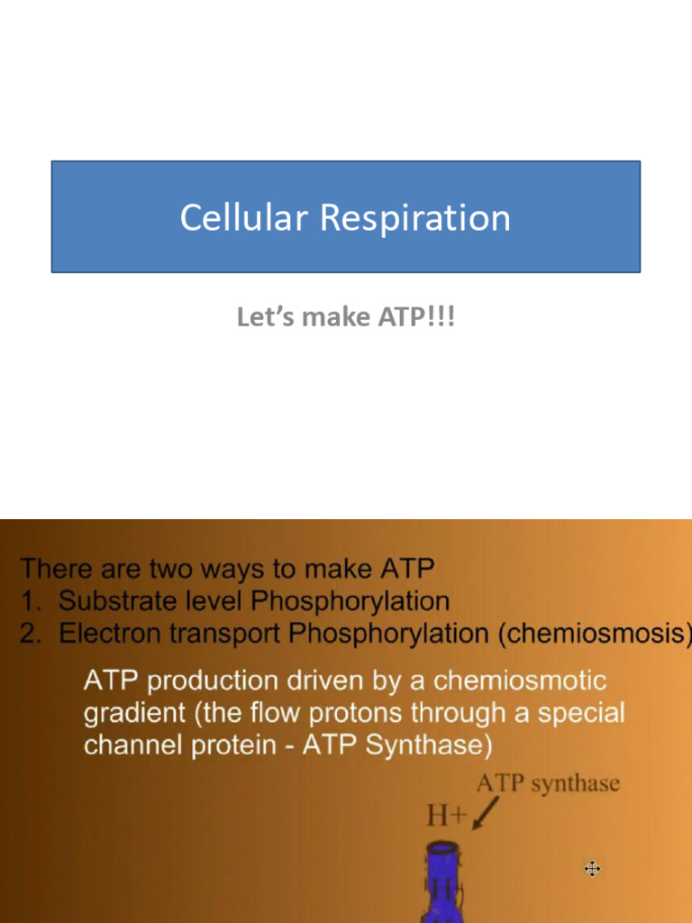 Cellular Respiration | PDF