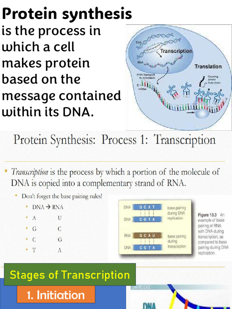 Understanding Protein Synthesis Process | PDF | Translation (Biology ...