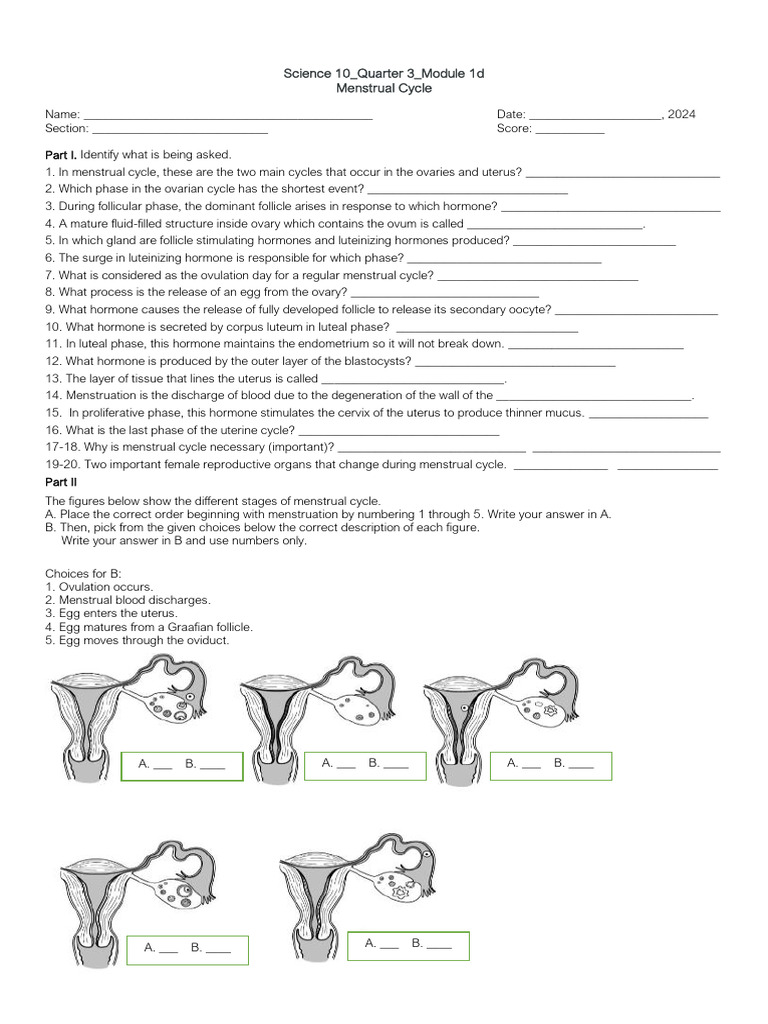 Sci10 Q3 M1d Menstrual-Cycle-act | PDF | Menstrual Cycle | Ovary