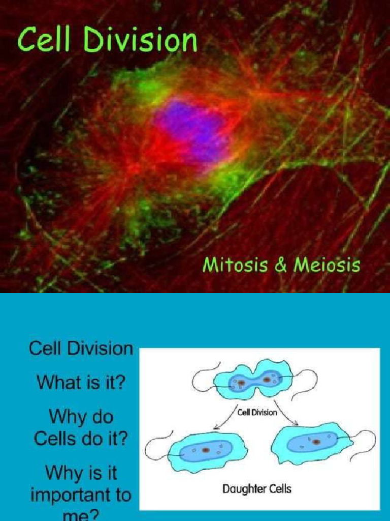 Cell Division | PDF