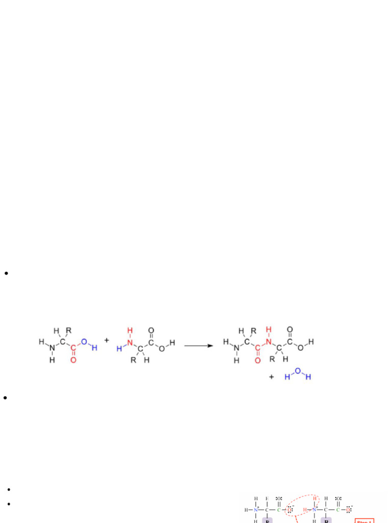 Protein Structure MSU | PDF | Beta Sheet | Protein Structure
