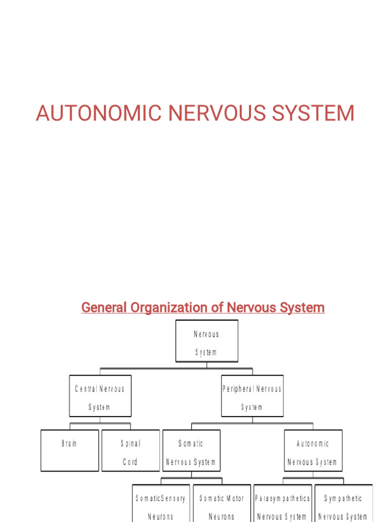 Autonomic Nervous System - Anatomy-1 | PDF | Autonomic Nervous System ...
