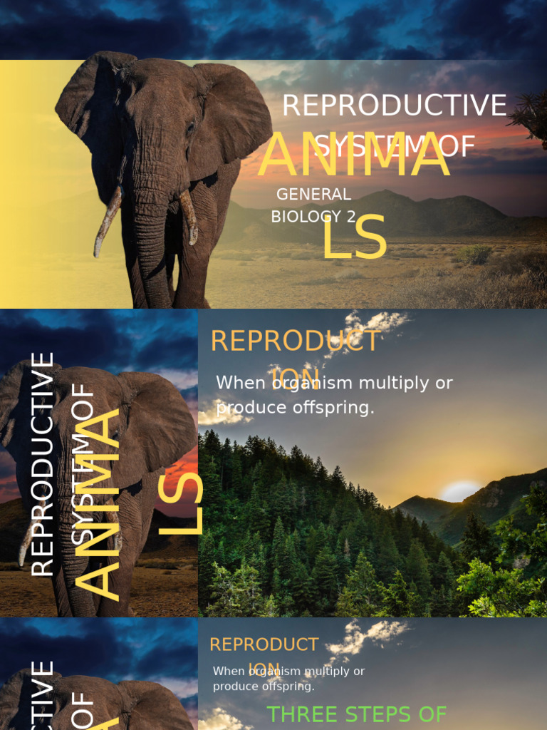 Animal Reproductive System Overview | PDF | Reproductive System | Testicle