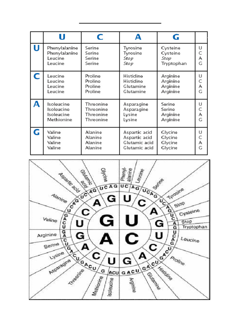 Codon Chart and Wheel Guide | PDF