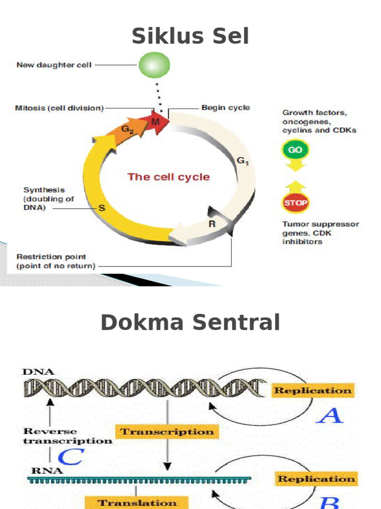 Siklus Sel (Sentra Dokma) | PDF