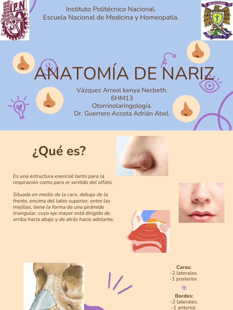 Anatomía Nariz. | PDF | Nariz humana | Cabeza y cuello humanos