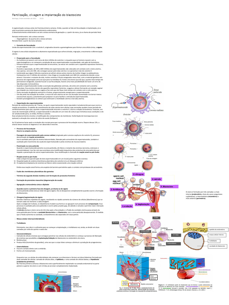Fertilizao Clivagem e Implatao Do Blastocisto Cópia | PDF