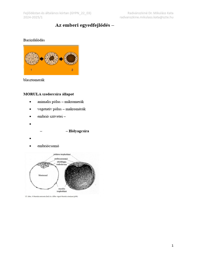 Az Emberi Egyedfejlődés - Ontogenezis | PDF