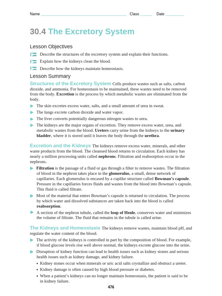 Worksheet..l (30.4) .. Excretory System | PDF | Kidney | Excretion