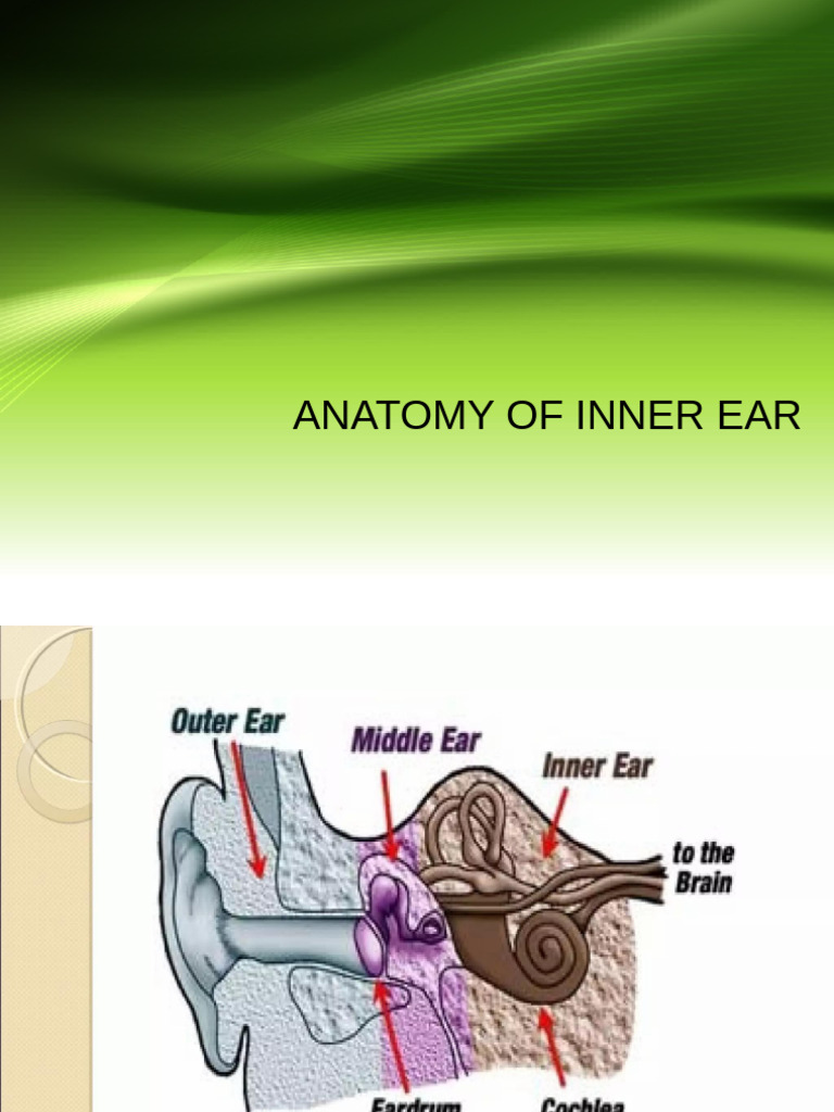 Inner Ear | PDF