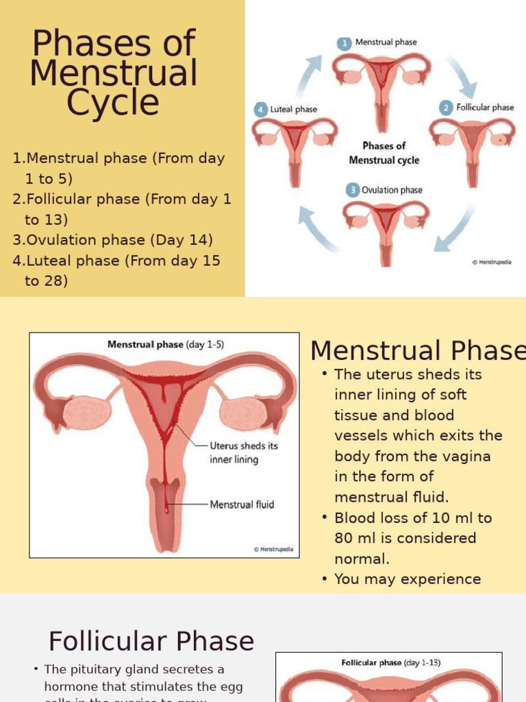 Menstrual Cycle | PDF