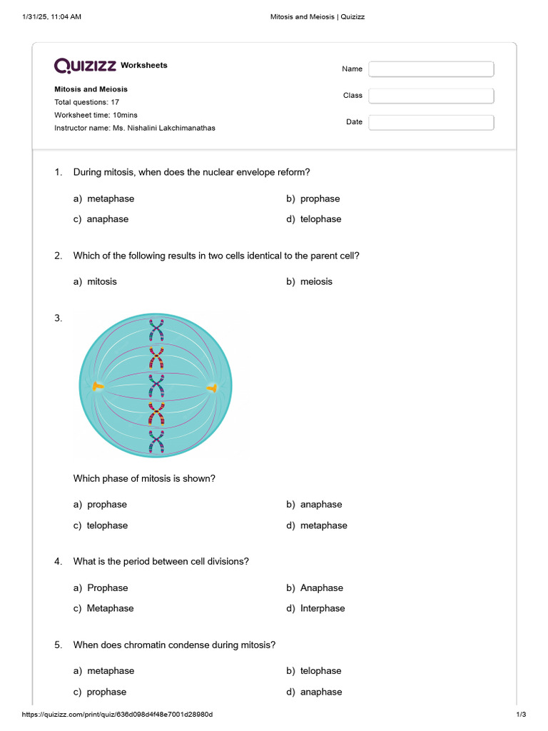 Mitosis and Meiosis Quiz Worksheet | PDF | Mitosis | Meiosis