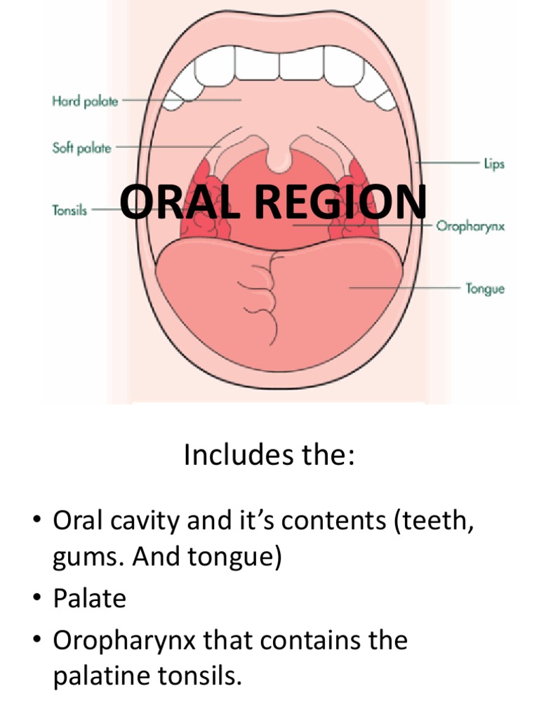 Oral Region | PDF | Tongue | Facial Features
