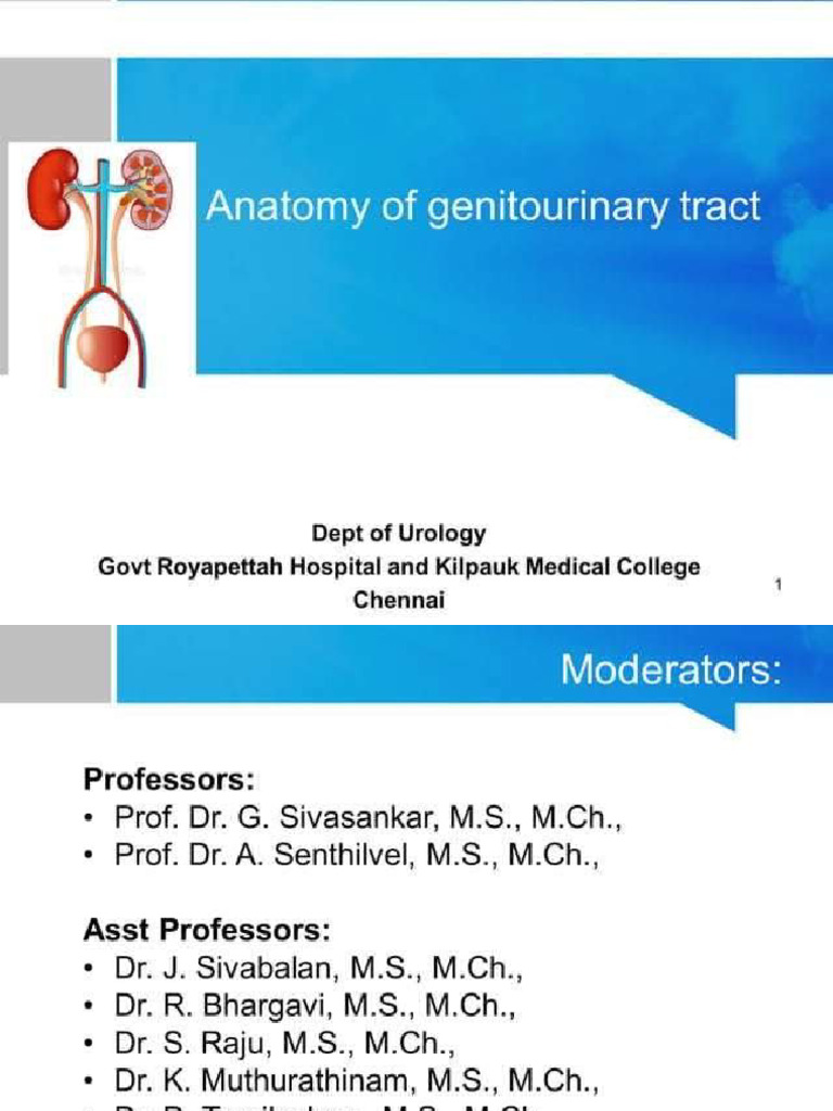 Anatomy of Genitourinary Tract | PDF