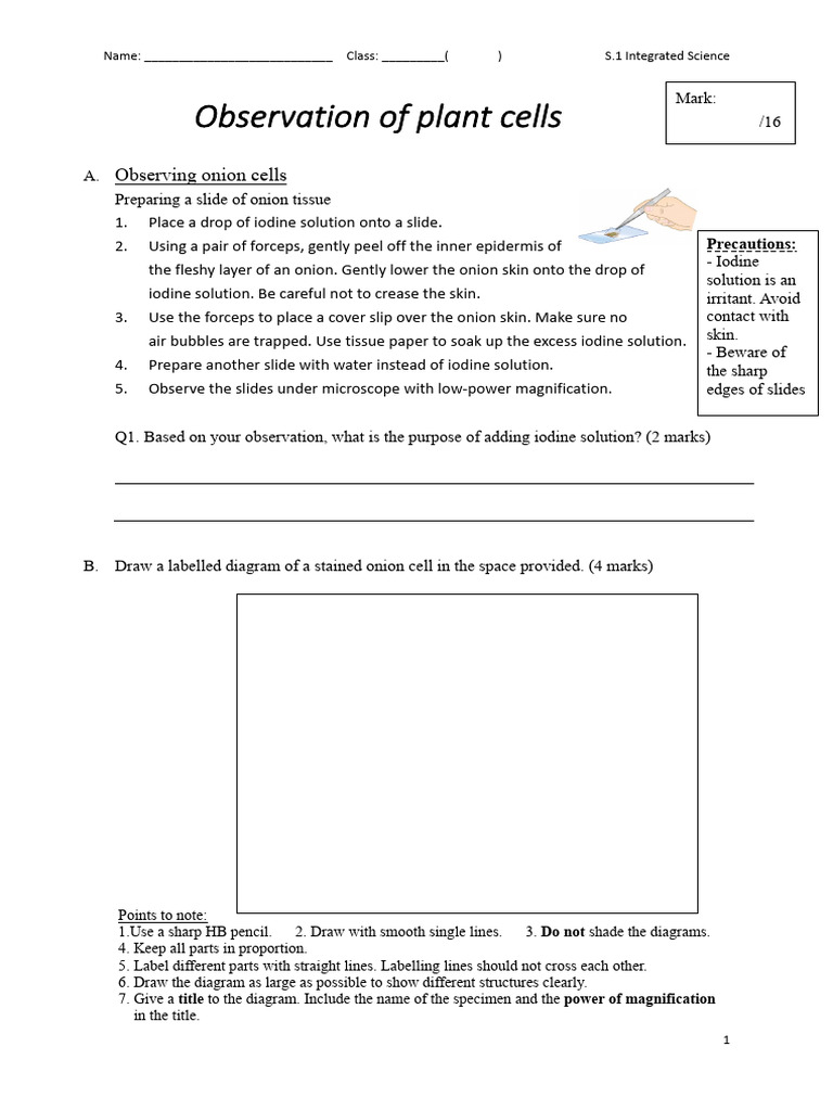 Observation of Plant Cells | PDF | Onion | Plants