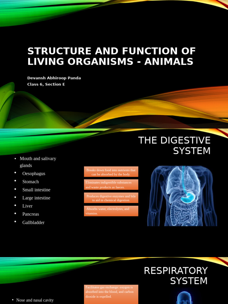 Structure and Function of Living Organisms - Animals | PDF | Human Body ...