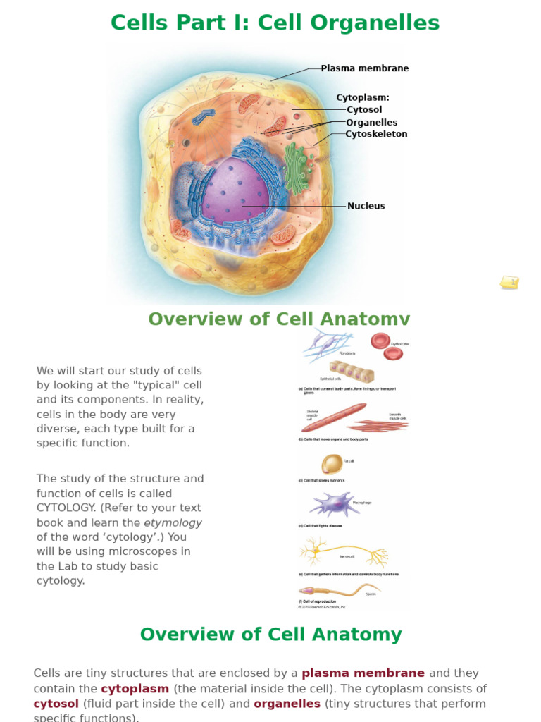 1308 2401 Cells Part I Organelles Plasma Membrane Membrane Transport ...