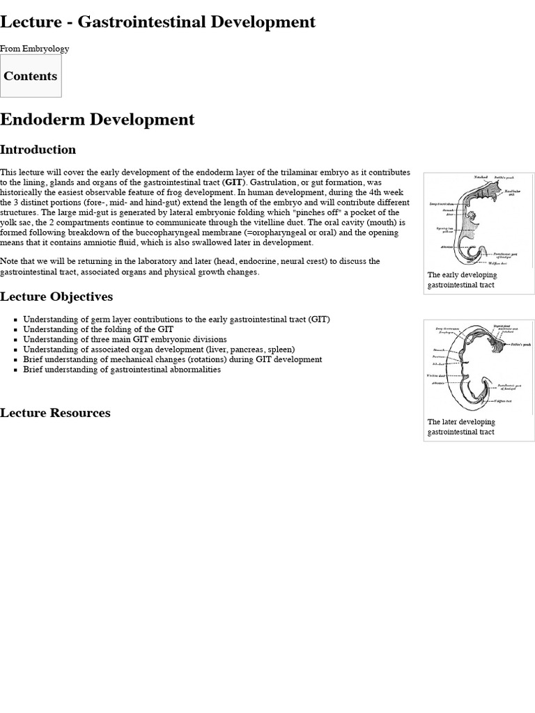 Gastrointestinal Development Lecture | PDF | Gastrointestinal Tract ...