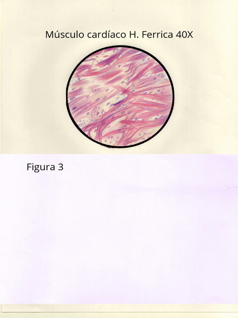 Medula (3) | PDF
