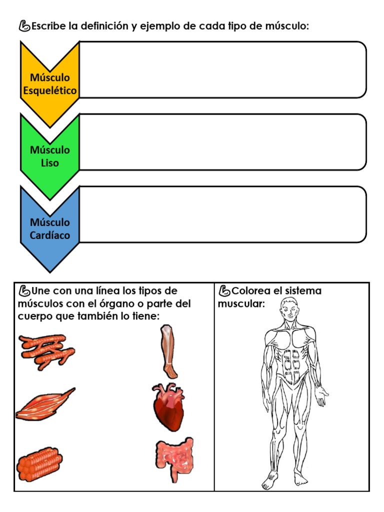 ?los Sistemas Del Cuerpo Humano? 2-3 | PDF