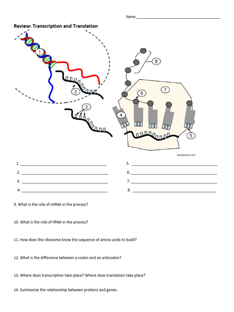Review - Transcription and Translation | PDF