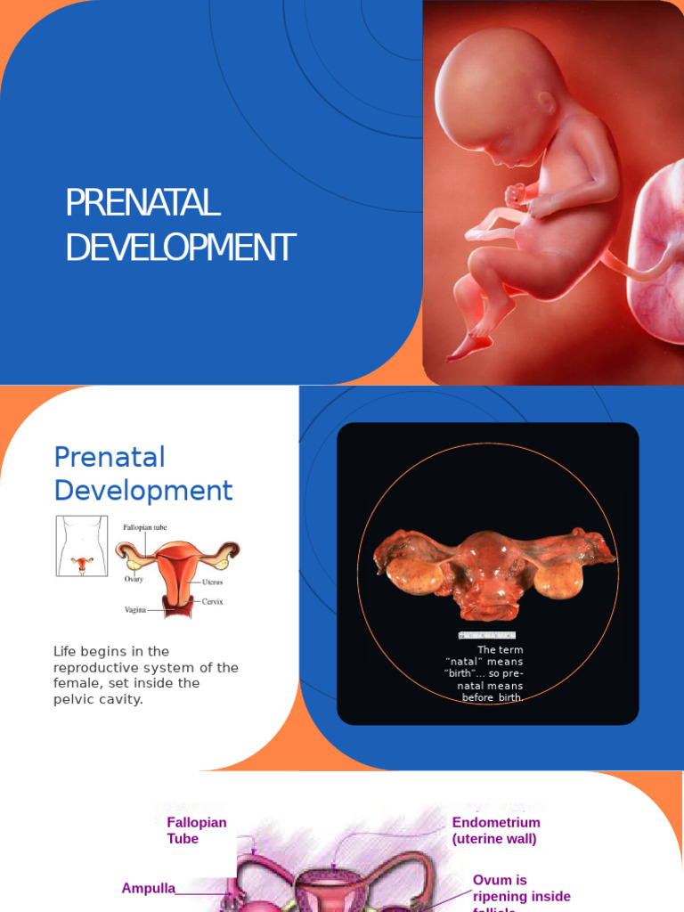 Prenatal Development | PDF | Fertilisation | Fetus
