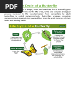 Caterpillar Life Cycle Stages Explained | PDF