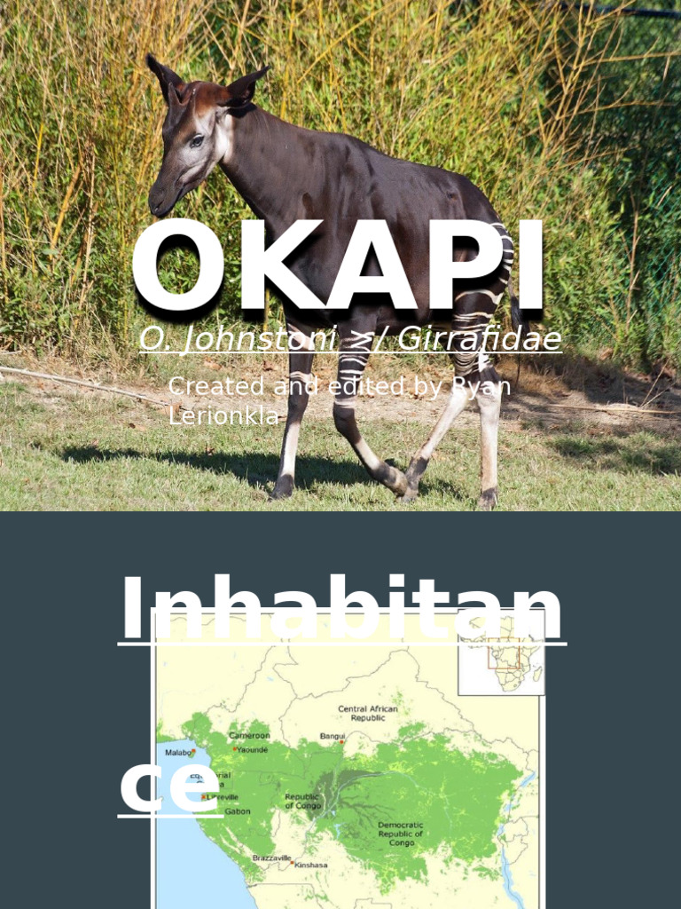 The Okapi - Ryan Lerionka | PDF