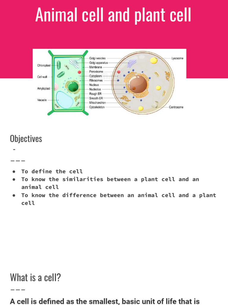 Differences And Similarities Cell Types Pdf