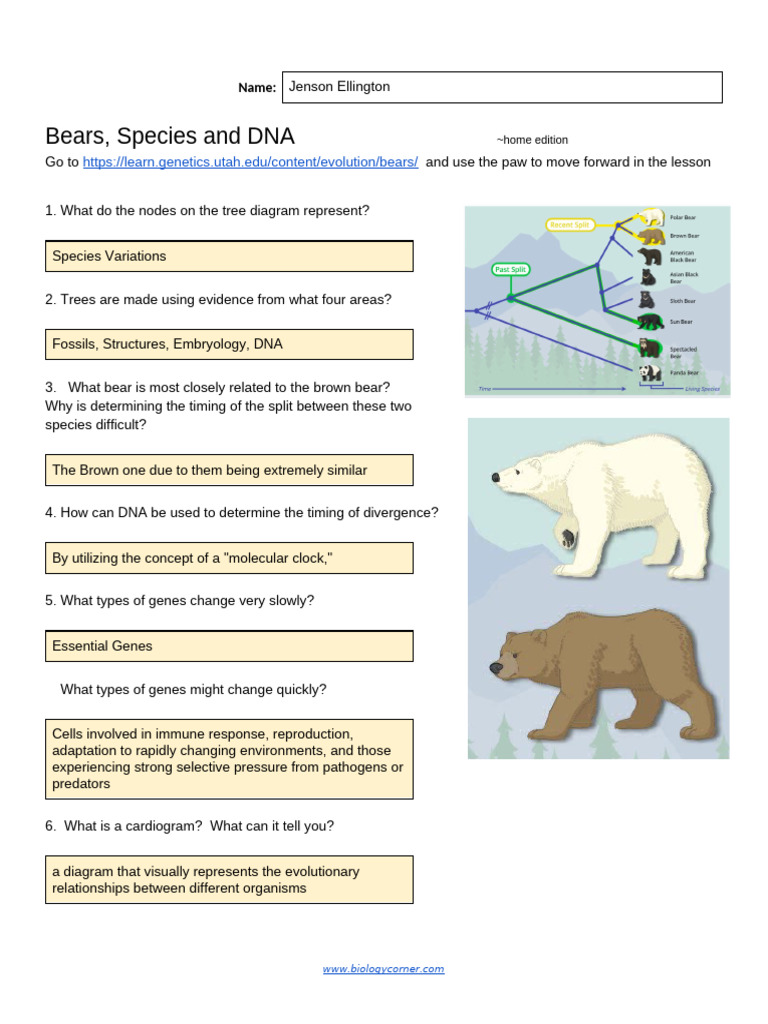 Bears, Species and DNA (Home) | PDF | Species | Evolution
