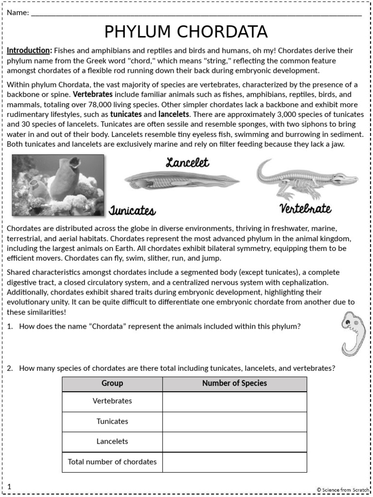 Chordata Coloring Activity SE | PDF | Vertebrates | Chordates
