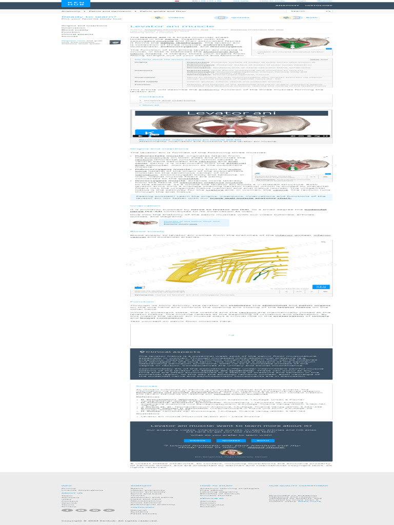 Levator Ani Puborectalis, Pubococcygeus, Iliococ | PDF | Morphology ...