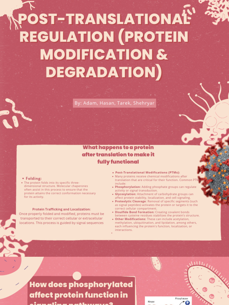 Post-Translational Protein Regulation | PDF | Proteasome | Ubiquitin