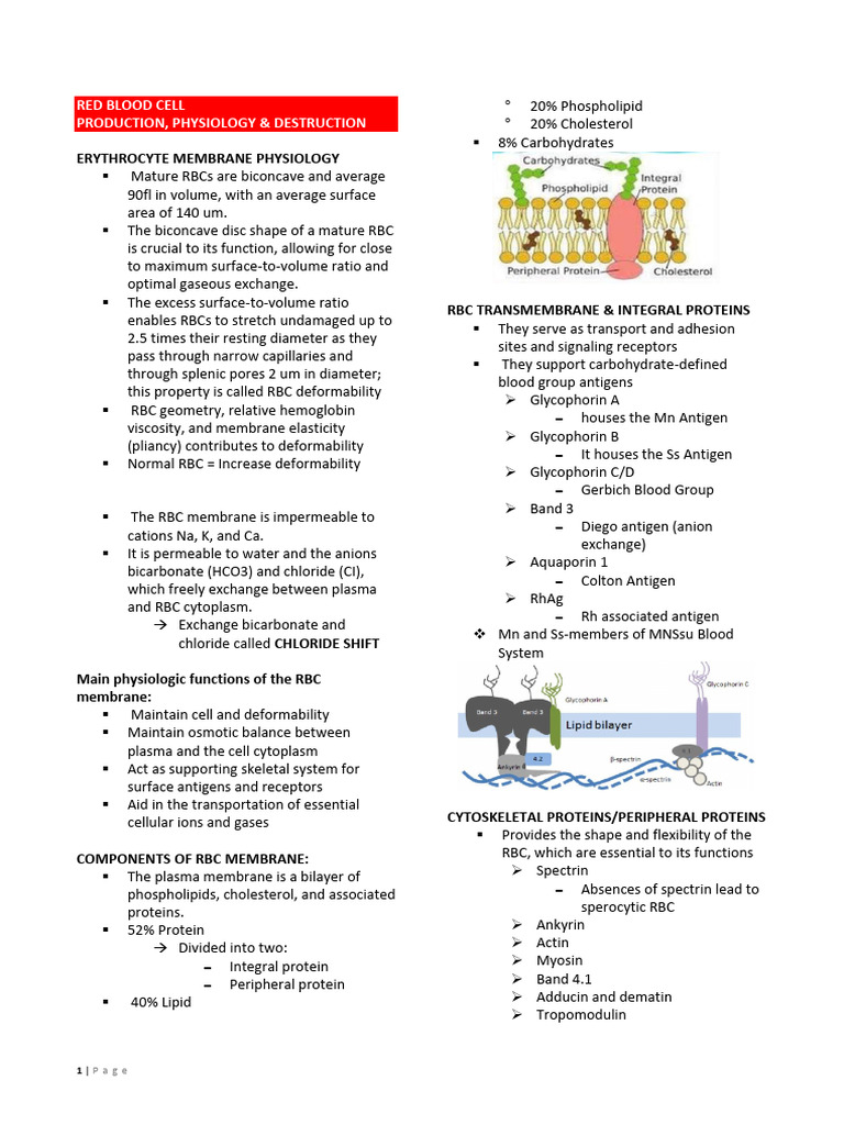 Red Blood Cell Physiology Overview | PDF | Red Blood Cell | Hemoglobin