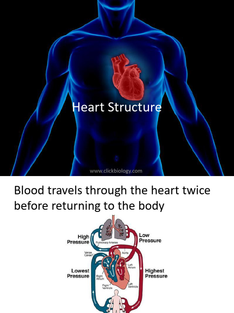 Heart Structure and Function | PDF | Heart Valve | Atrium (Heart)
