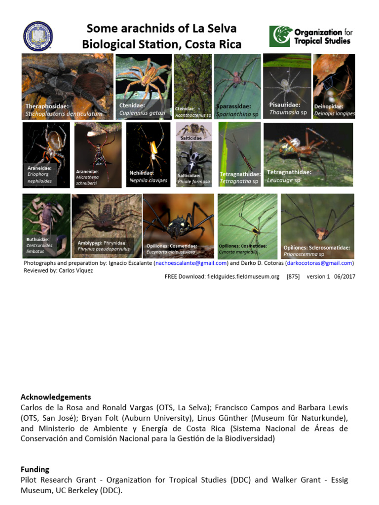 875 Costa Rica La Selva Spiders | PDF | Arachnids | Spider